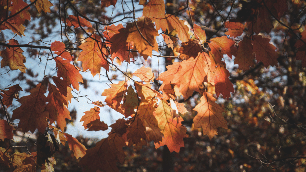 Autumn Budget 2025: Key Tax Changes, ISA Cuts & Measures